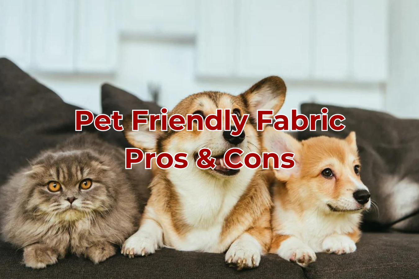 Pros and Cons of Pet Friendly Fabric and Buying Guide